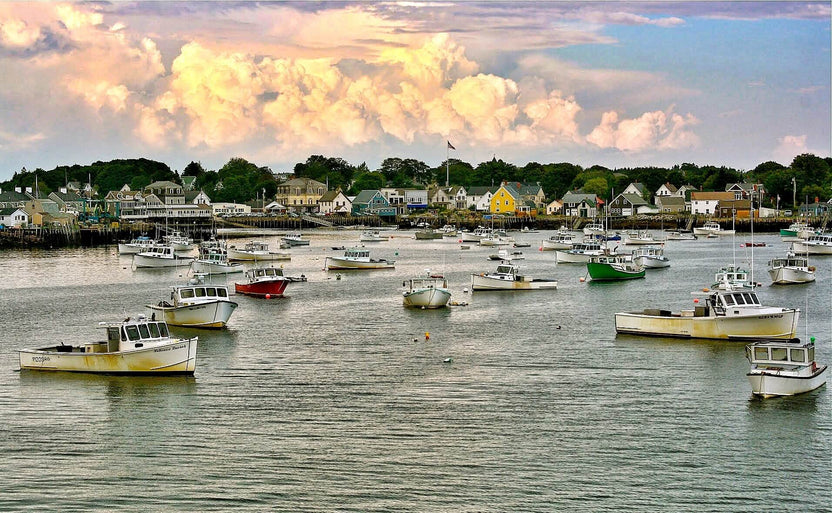 Claw Meat vs Tail Meat: Which Maine Lobster Cut Wins – Maine Shelled ...